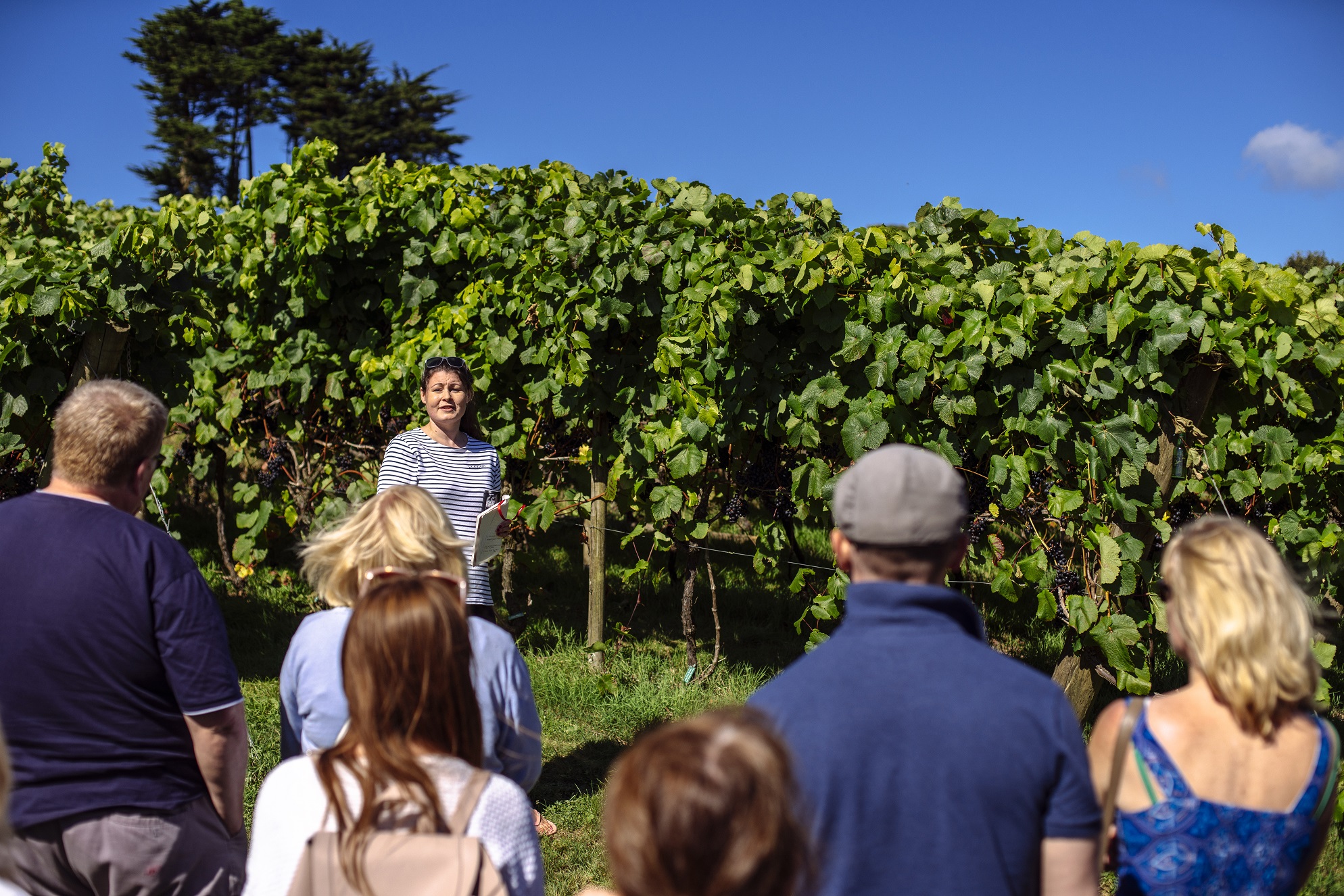 Vineyard Tour & Tastings | Polgoon